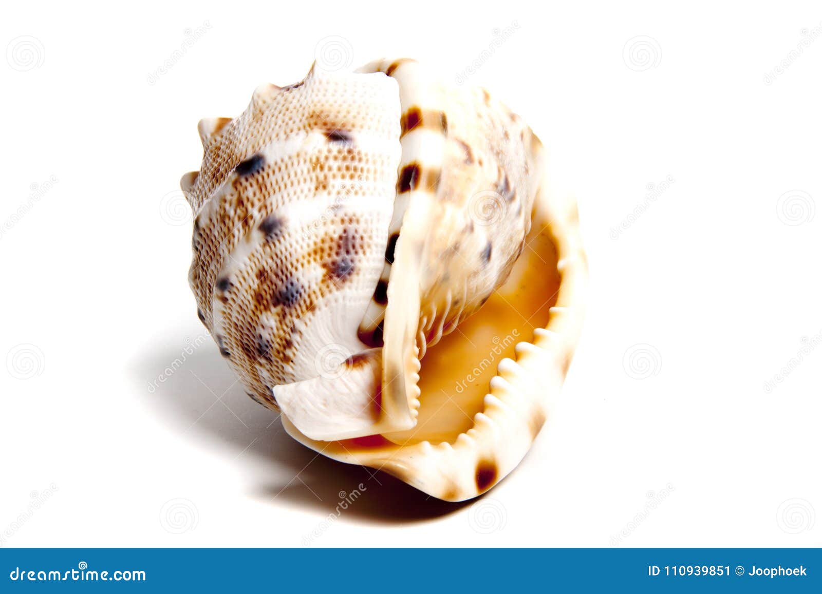 Cassis cornuta stock image. Image of calciet, invertebrate - 110939851