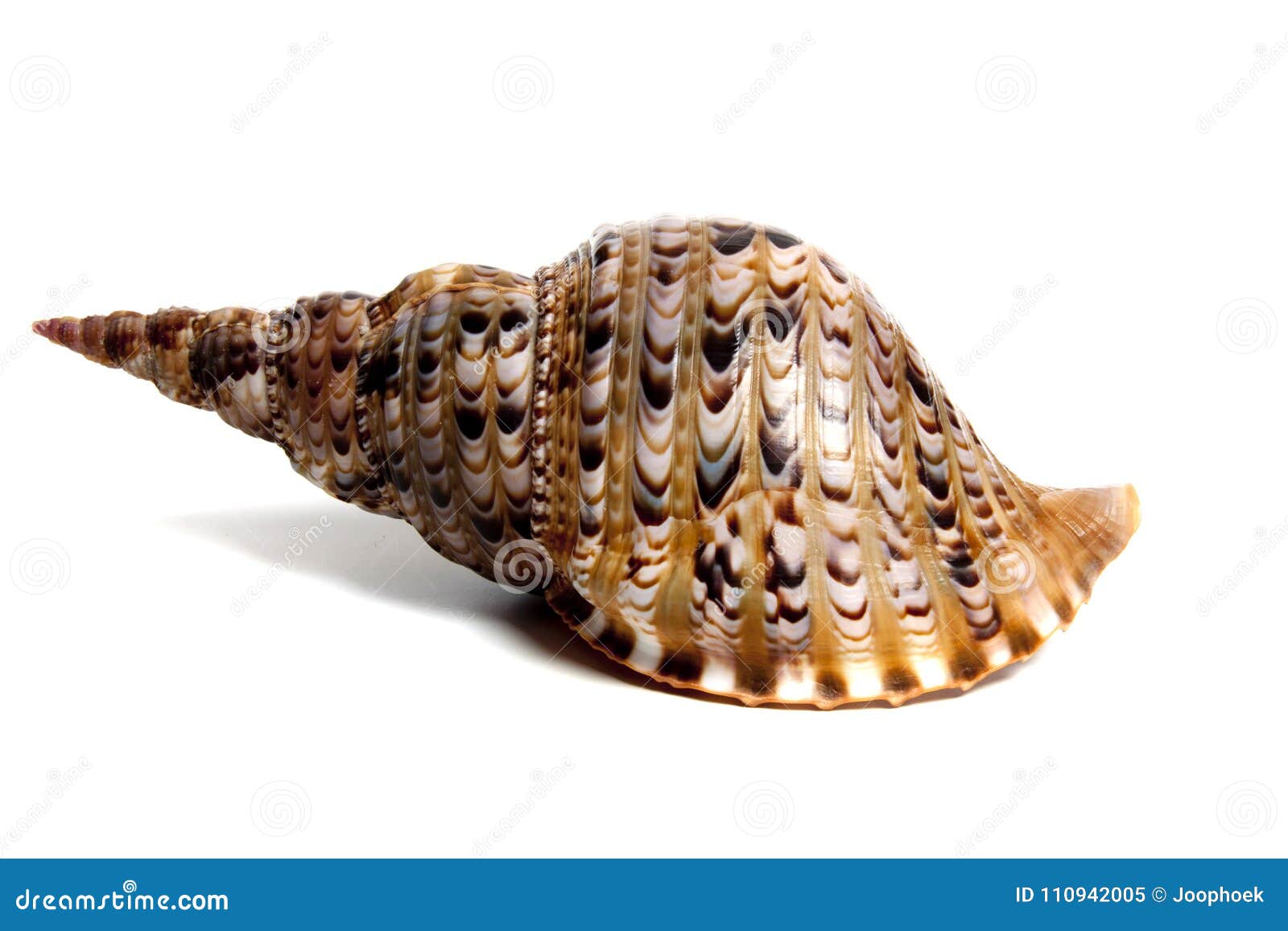 Charonia tritonis stock image. Image of mollusca, exoskeleton - 110942005