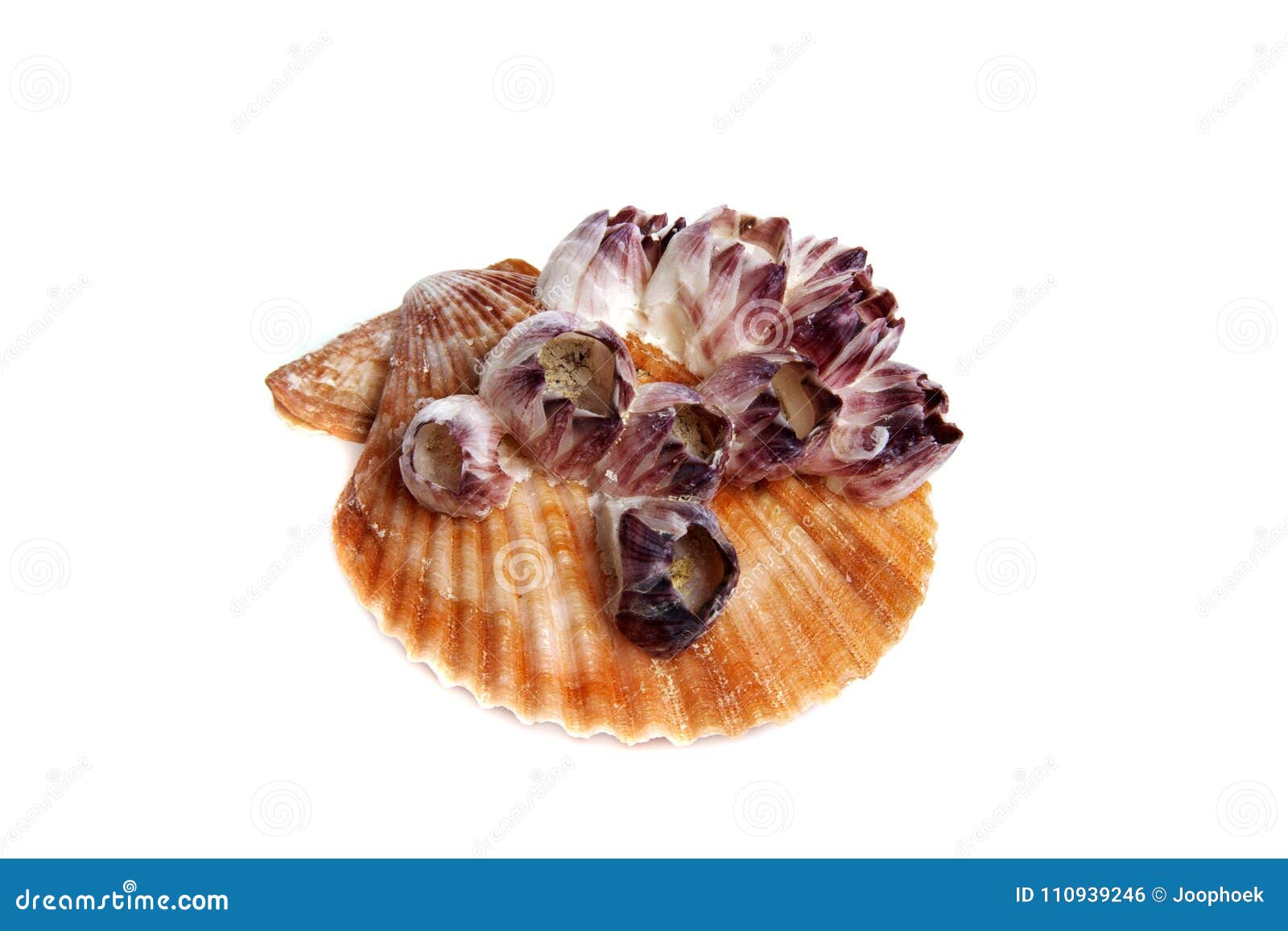 Chlamys Shell