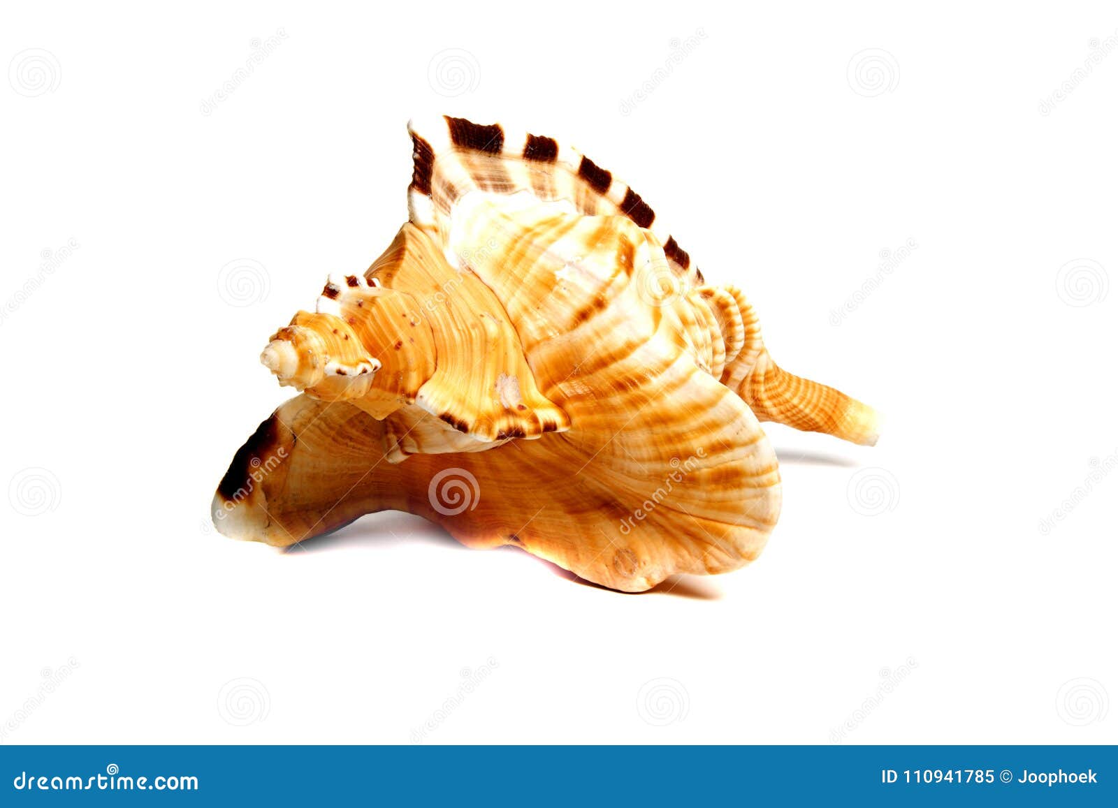 Cymatium raderi stock image. Image of collectors, invertebrate - 110941785