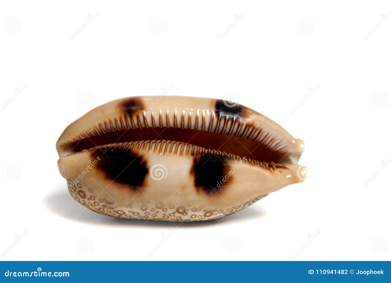 Cypraea aurantium stock photo. Image of calciet, cockleshell - 110941482