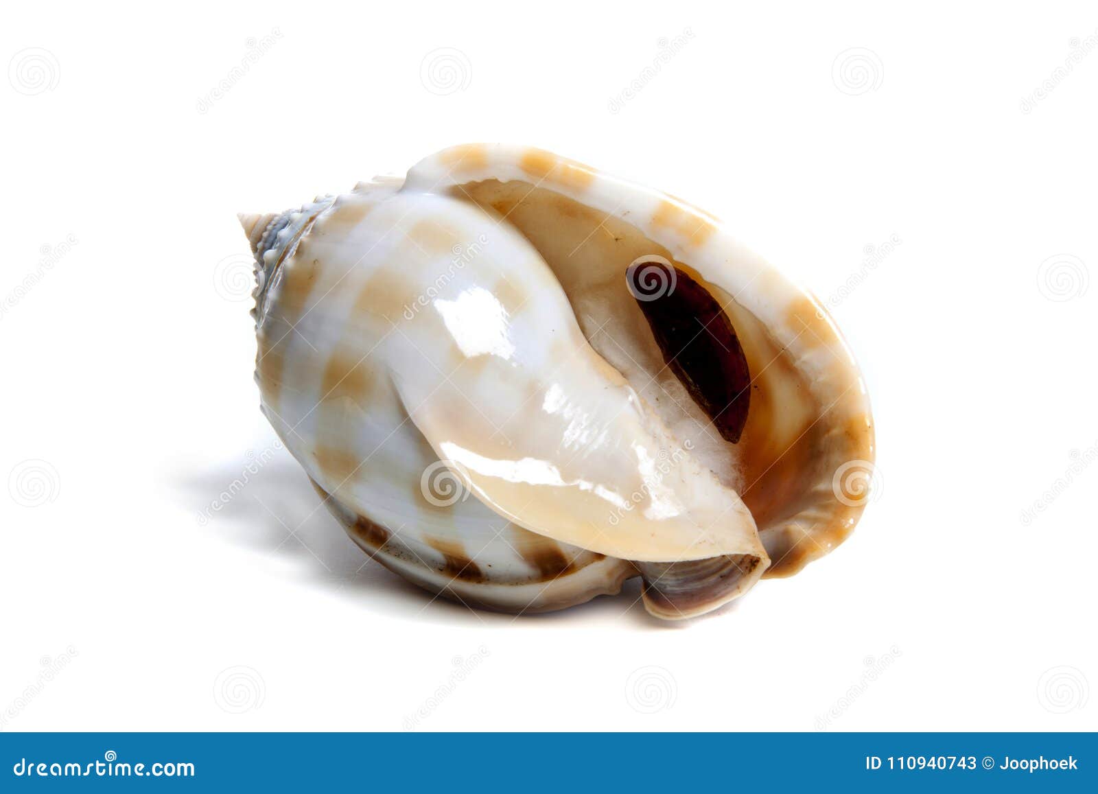 Phalium bandanum stock image. Image of invertebrate - 110940743