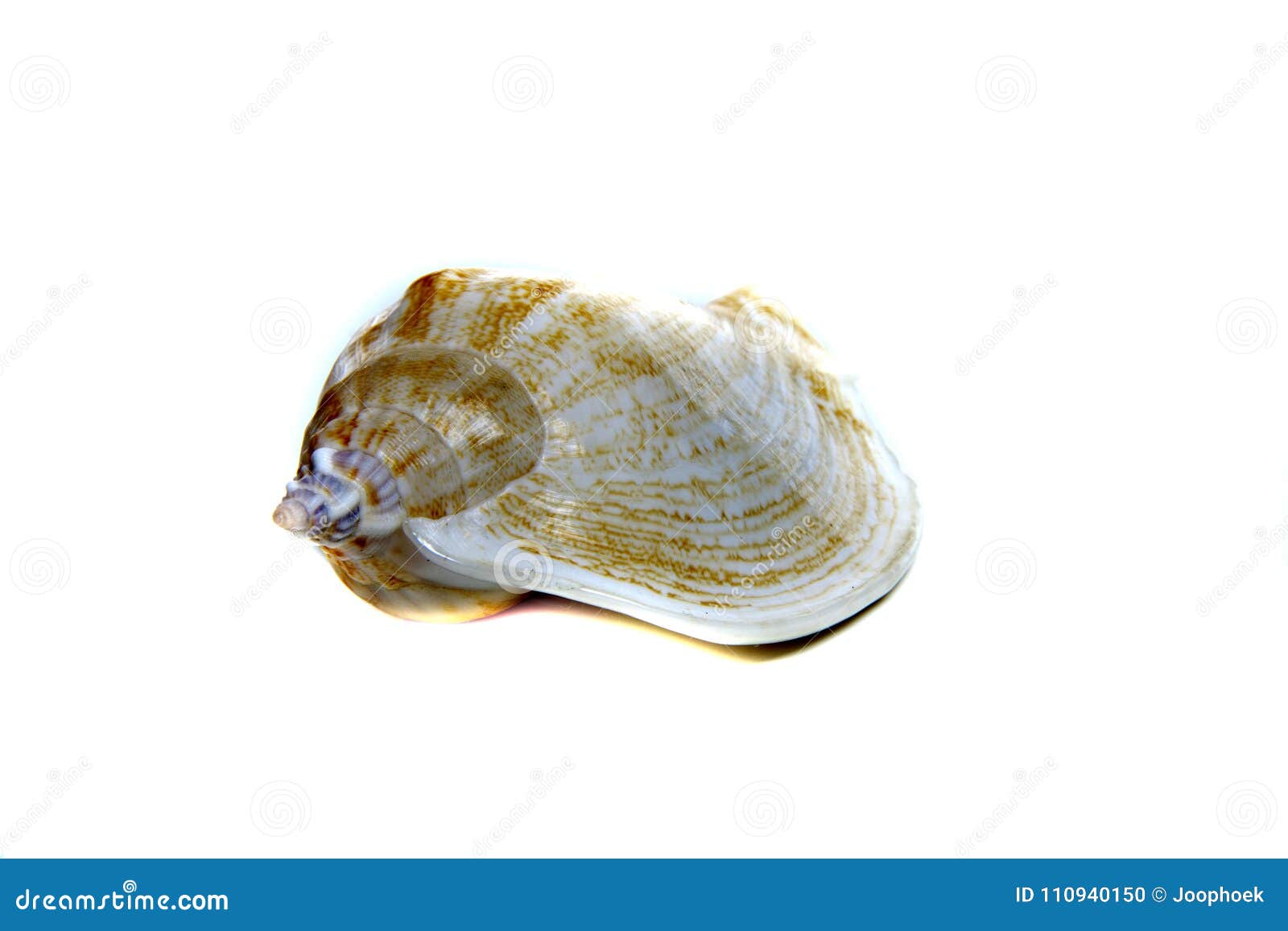 Strombus episcopis stock photo. Image of mantle, invertebrate - 110940150