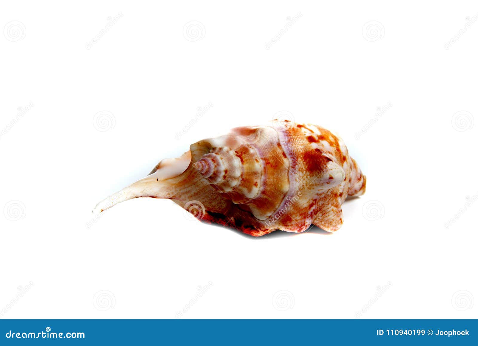 Strombus taurus stock image. Image of ecology, invertebrate - 110940199