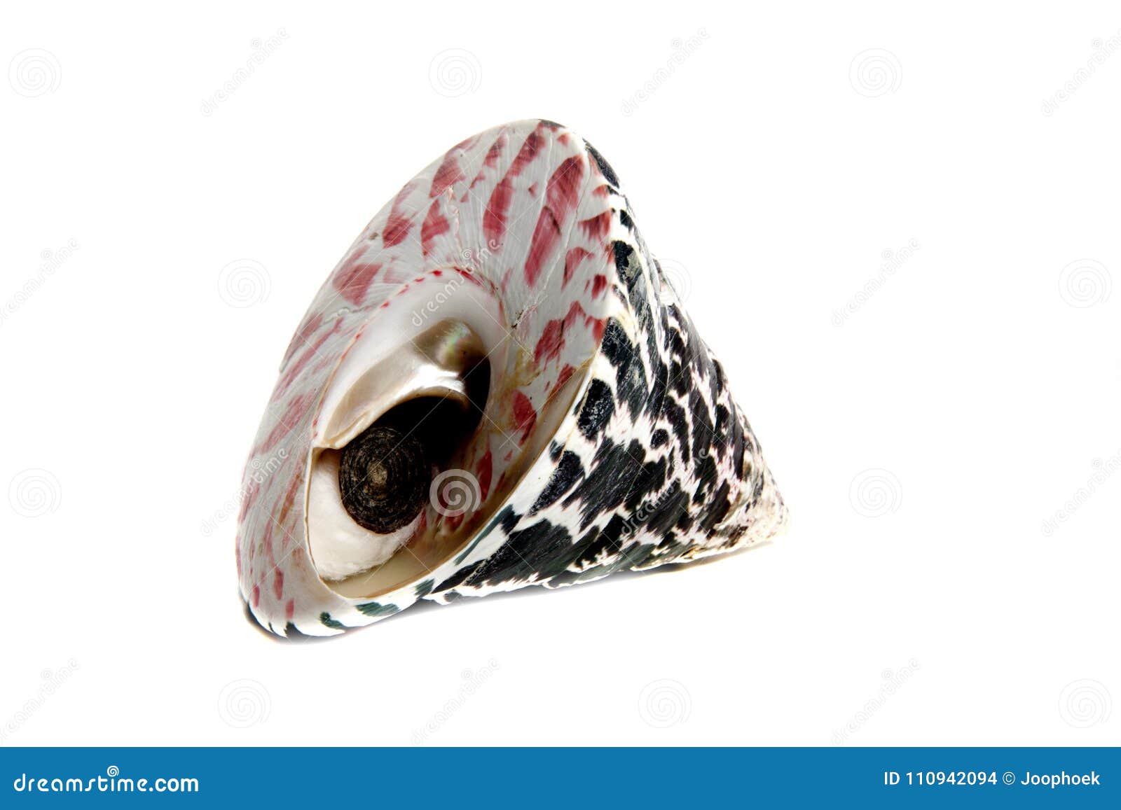 Trochus niloticus stock photo. Image of item, chalk - 110942094