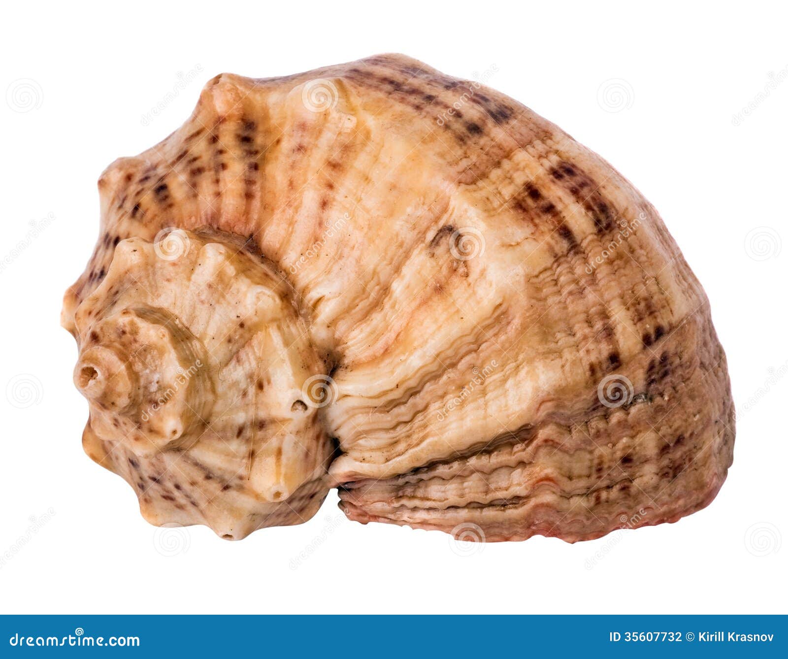 Marine Seashell Isolated on White Background Stock Photo - Image of ...