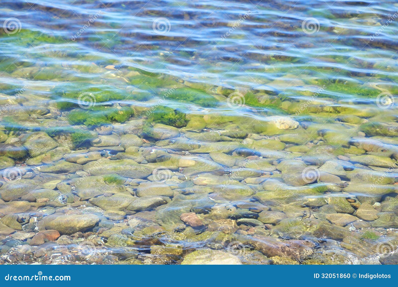 Marine Shallow Water With Floating Kelp Algae. White Sea. Russia ...