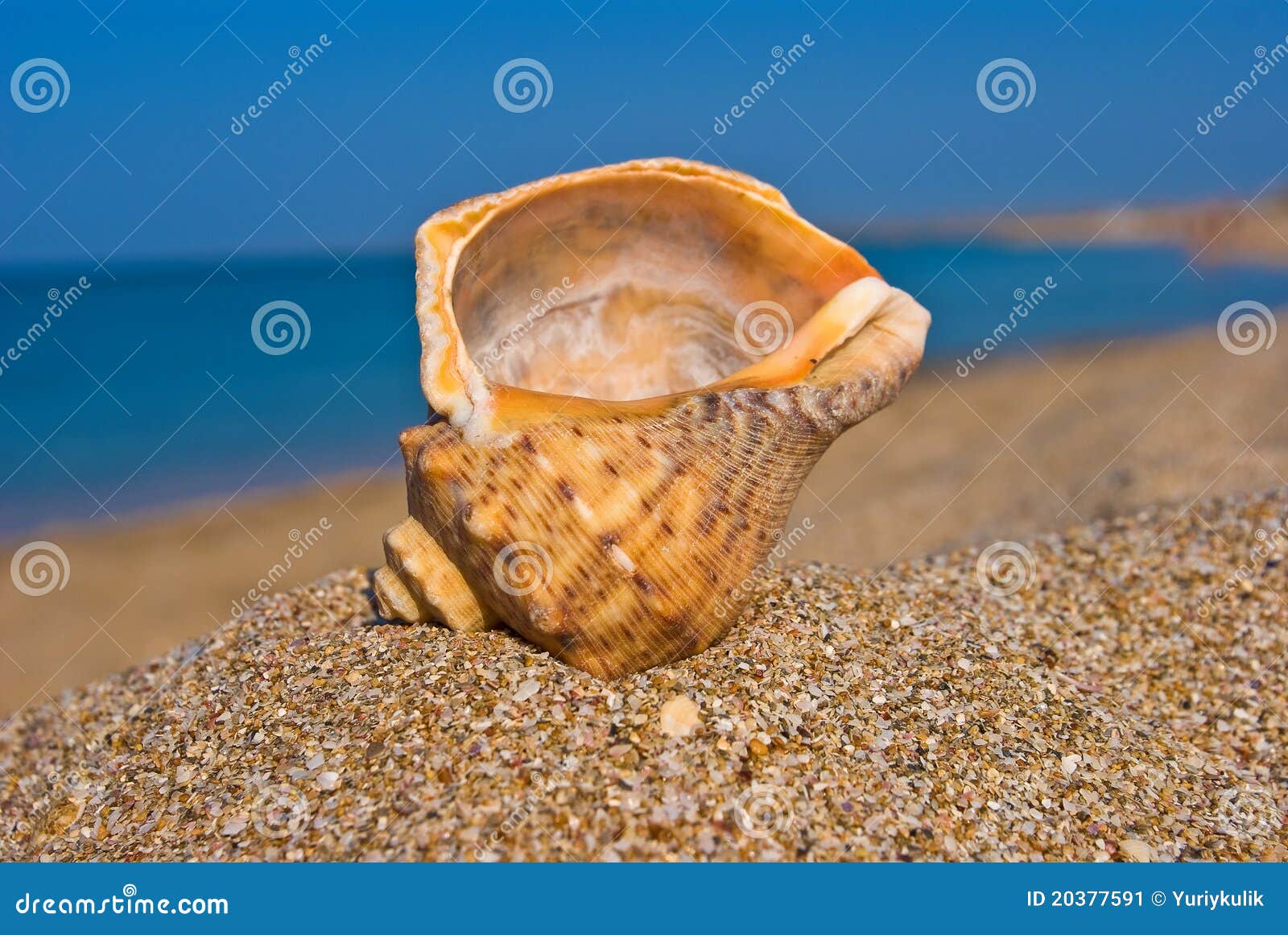 Marine shell stock image. Image of mollusc, boundless - 20377591