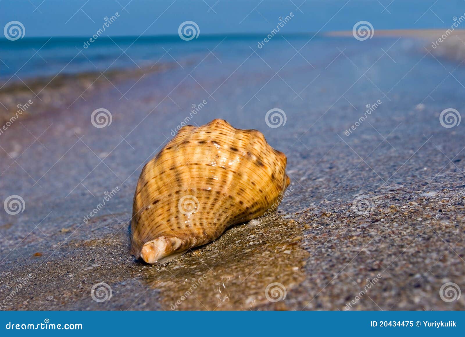 Marine shell stock image. Image of empty, cupped, shellfish - 20434475