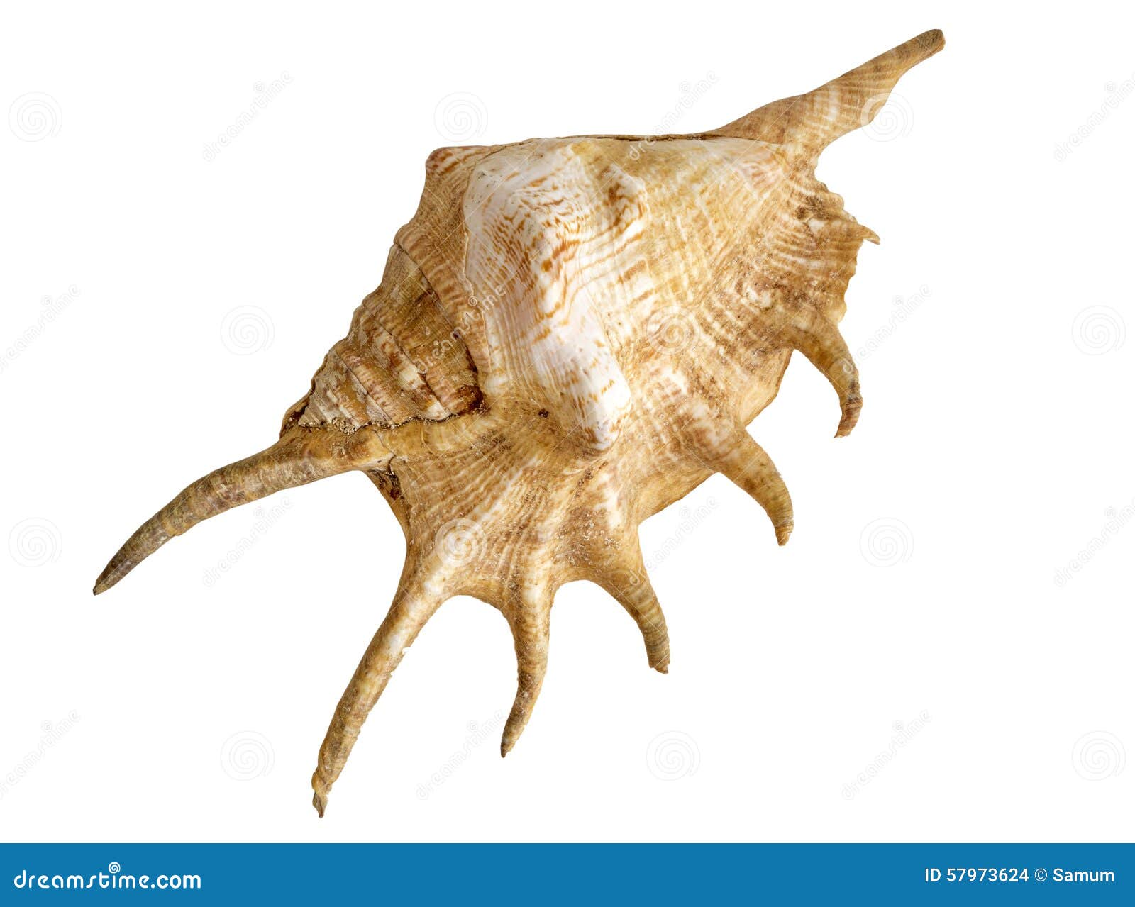 Marine shell stock photo. Image of beautiful, shellfish - 57973624