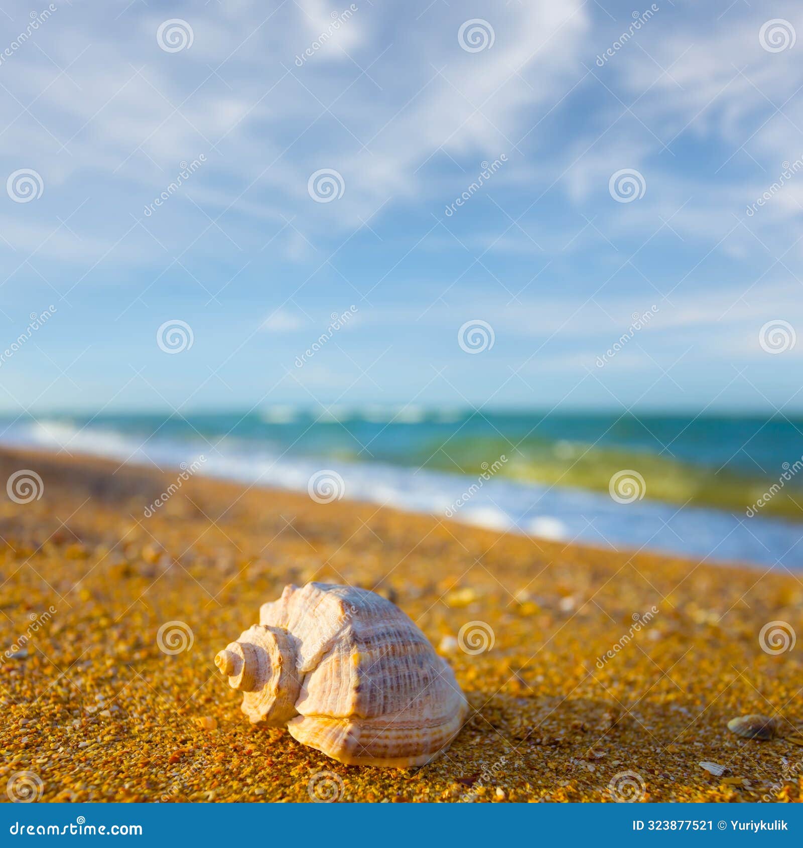 Marine Shell Lie on Sandy Sea Beach Stock Image - Image of detail ...