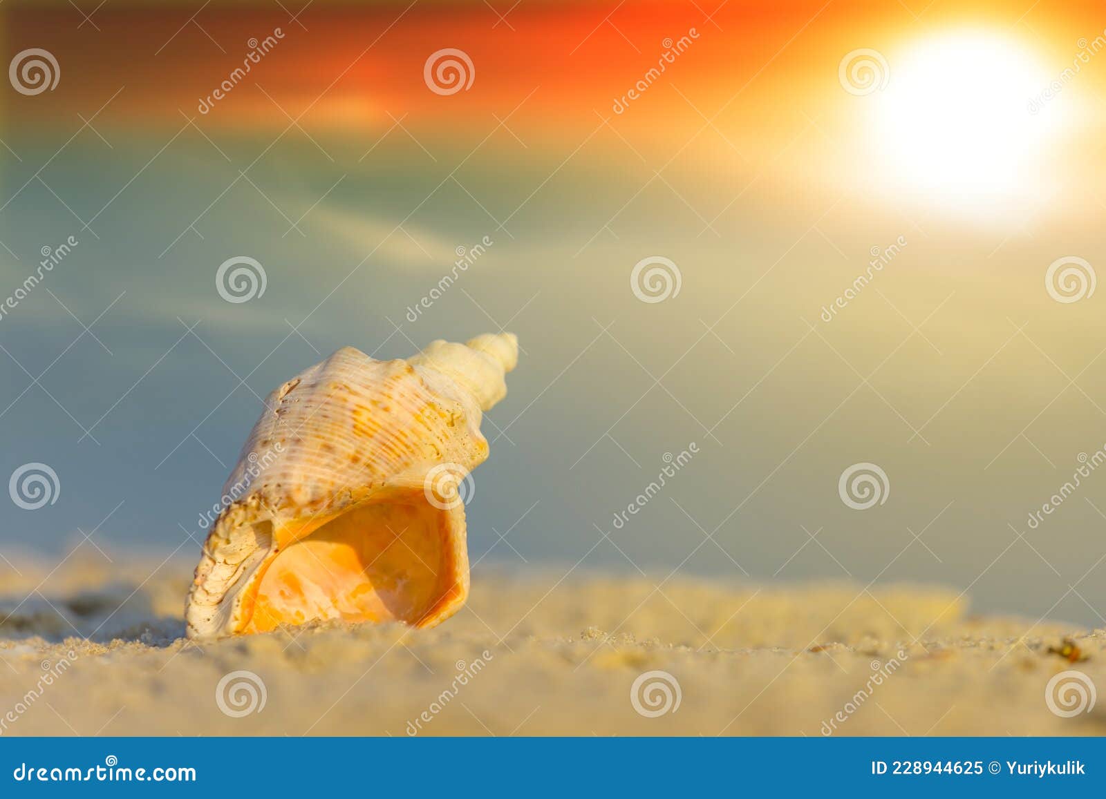 Marine Shell Lie on Sandy Sea Beach at the Sunset Stock Image - Image ...