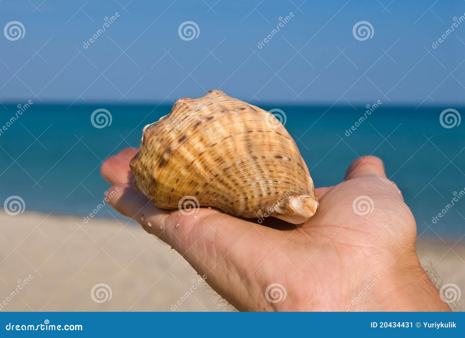 Marine shell on a palm stock image. Image of palm, marine - 20434431