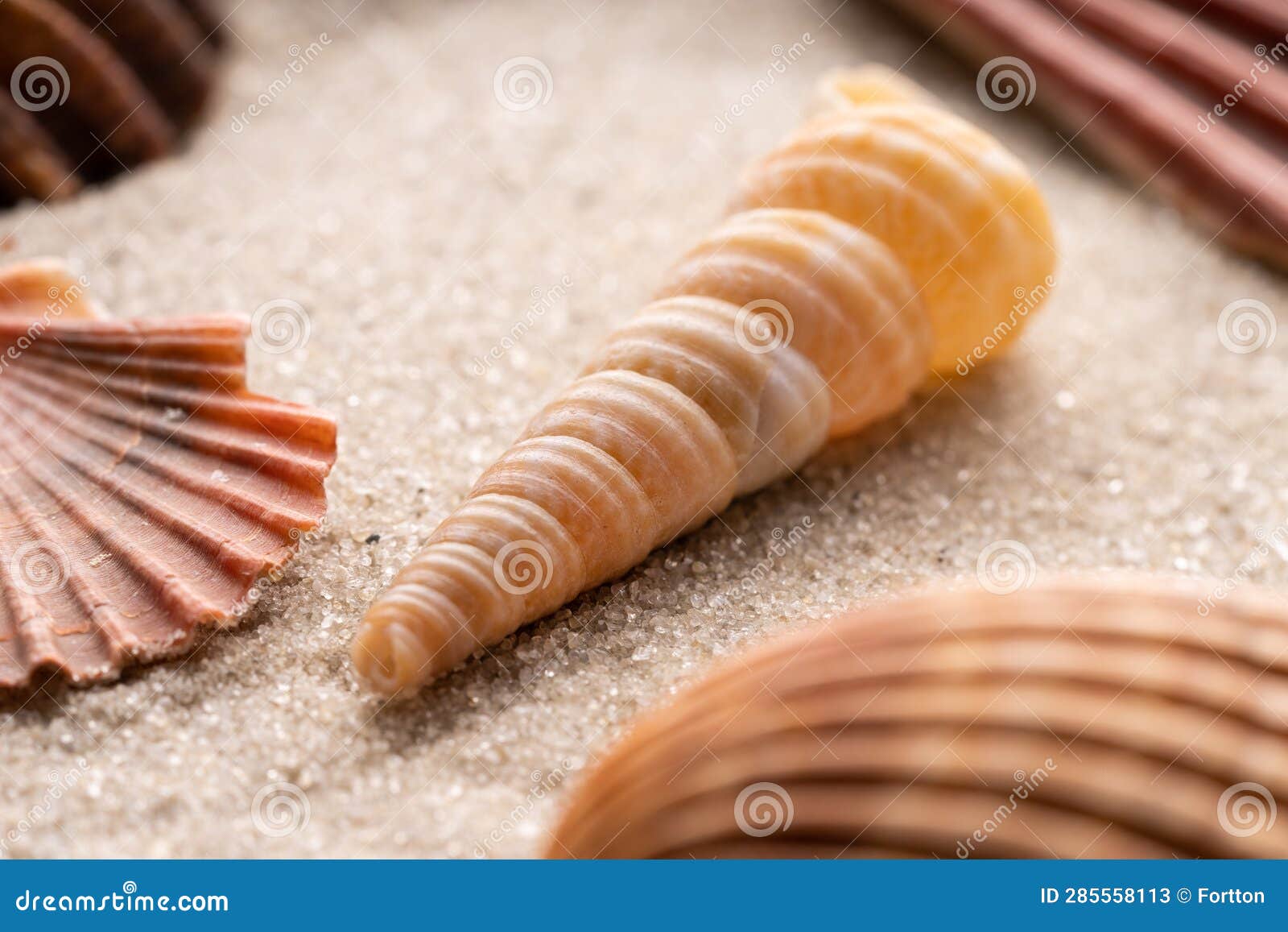 Marine Shell on the Sand Close Up Stock Image - Image of ocean, view ...