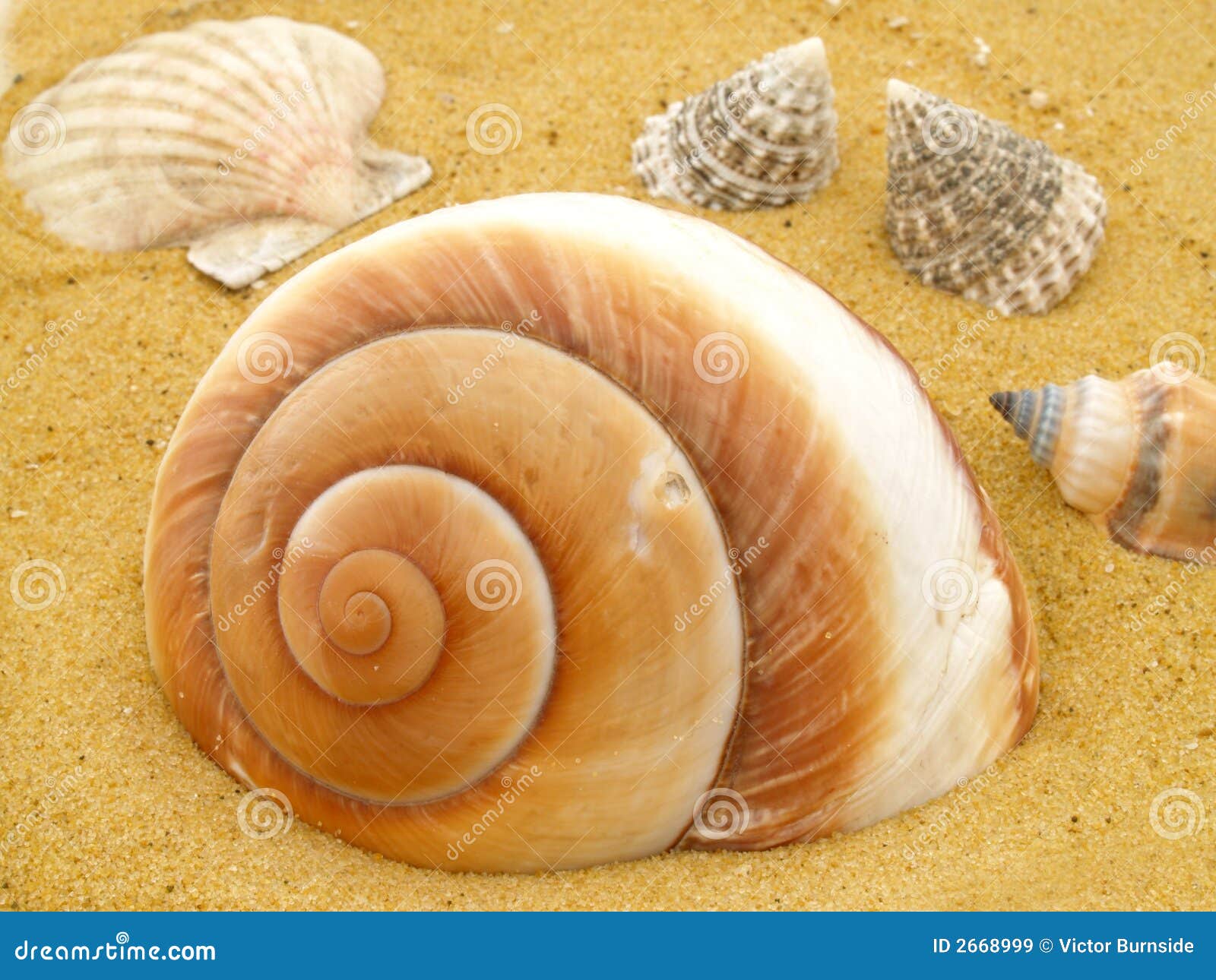 Marine Shells stock image. Image of sand, marine, beach - 2668999