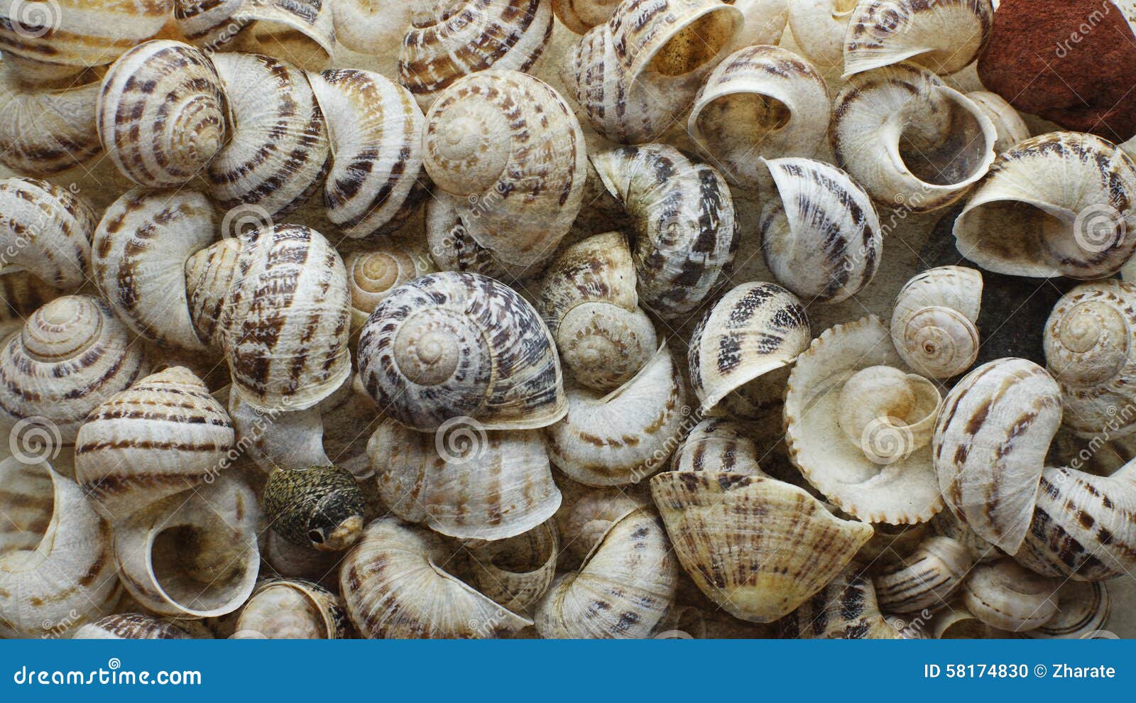 Marine shells stock photo. Image of biology, rock, conch - 58174830