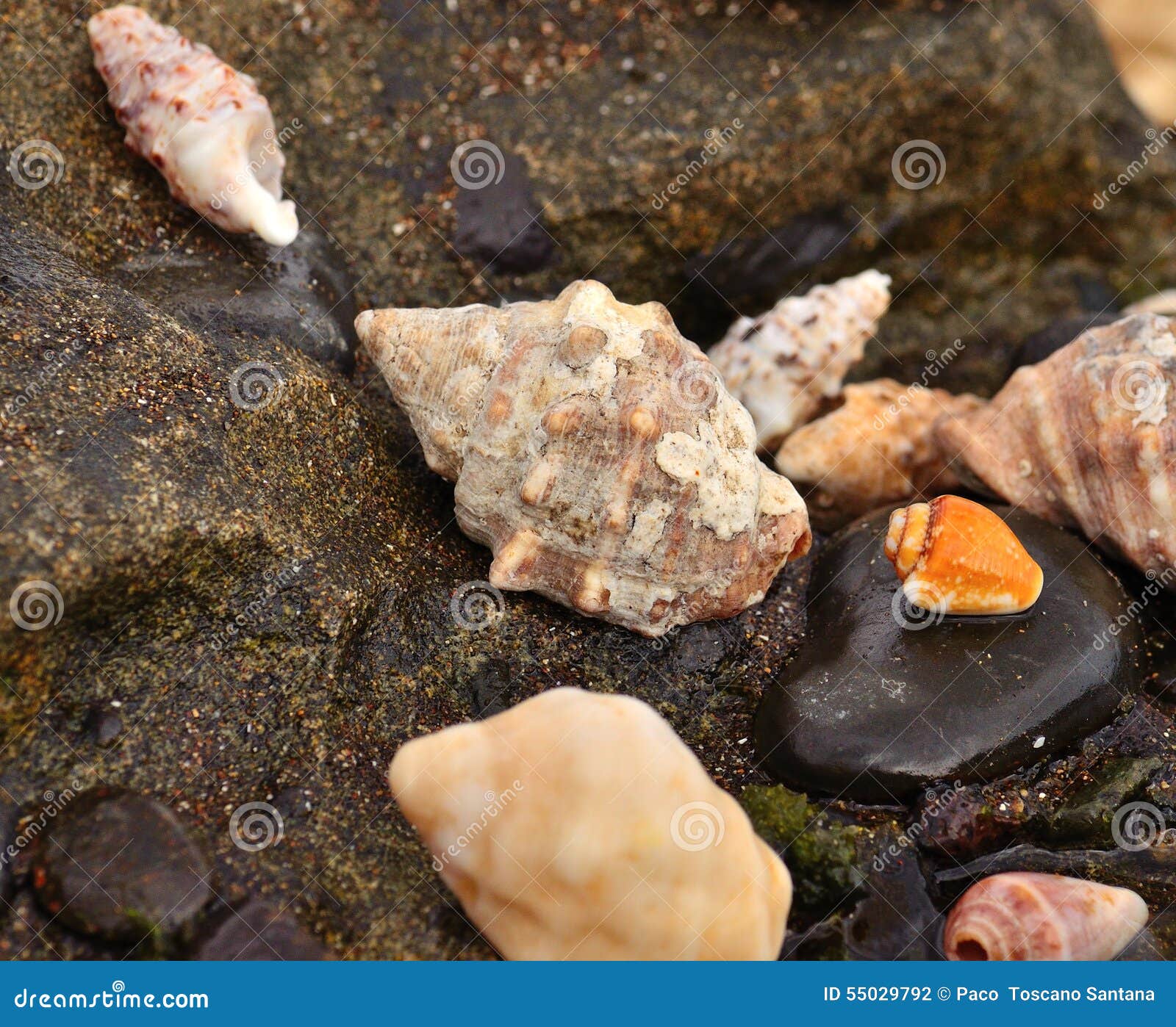 Marine shells on the rocks stock photo. Image of conches - 55029792