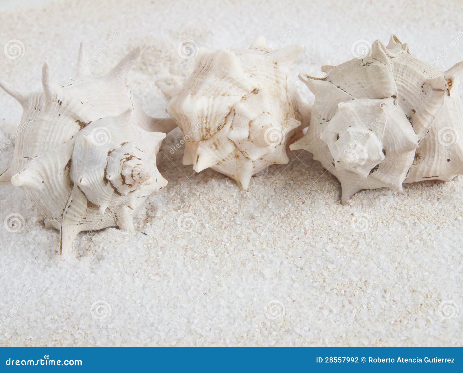 Marine shells on sand stock photo. Image of color, shells - 28557992
