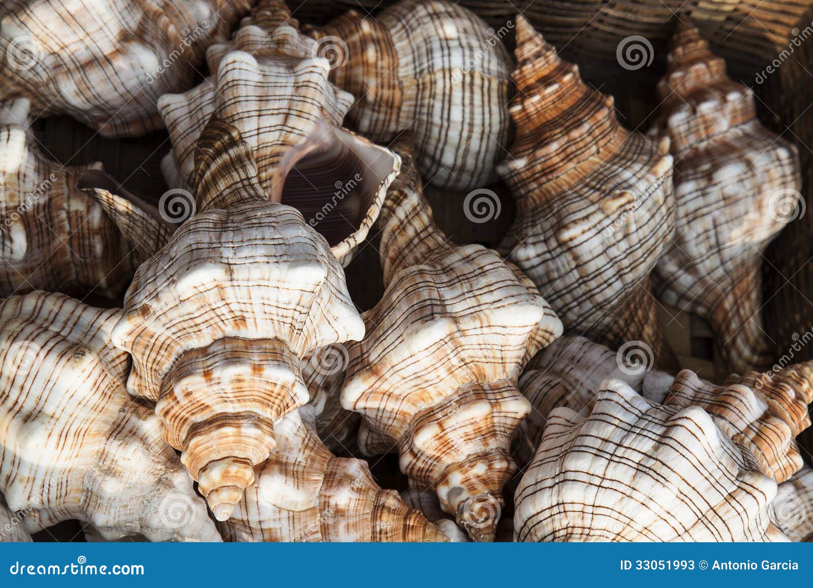 Marine Shells at Street Shop Stock Image - Image of animal, macro: 33051993