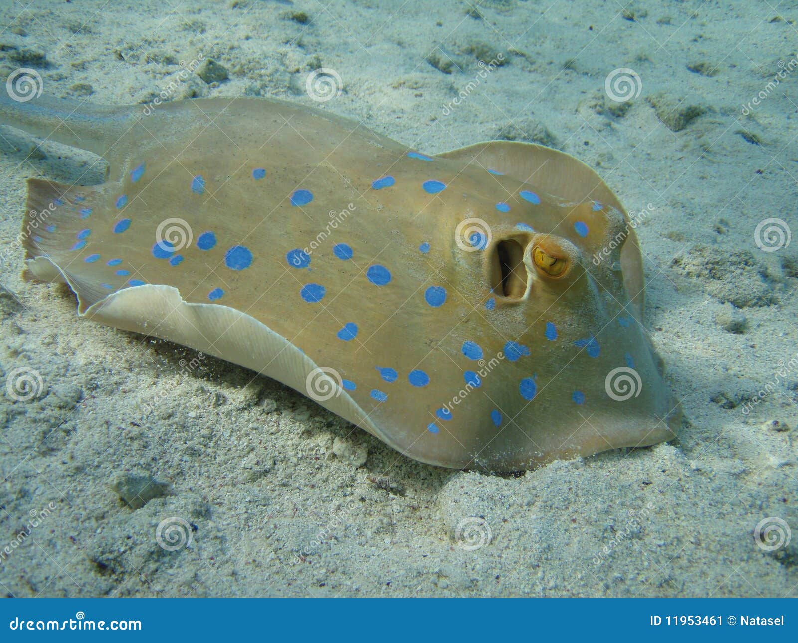 Marine Skate Stock Image - Image: 11953461