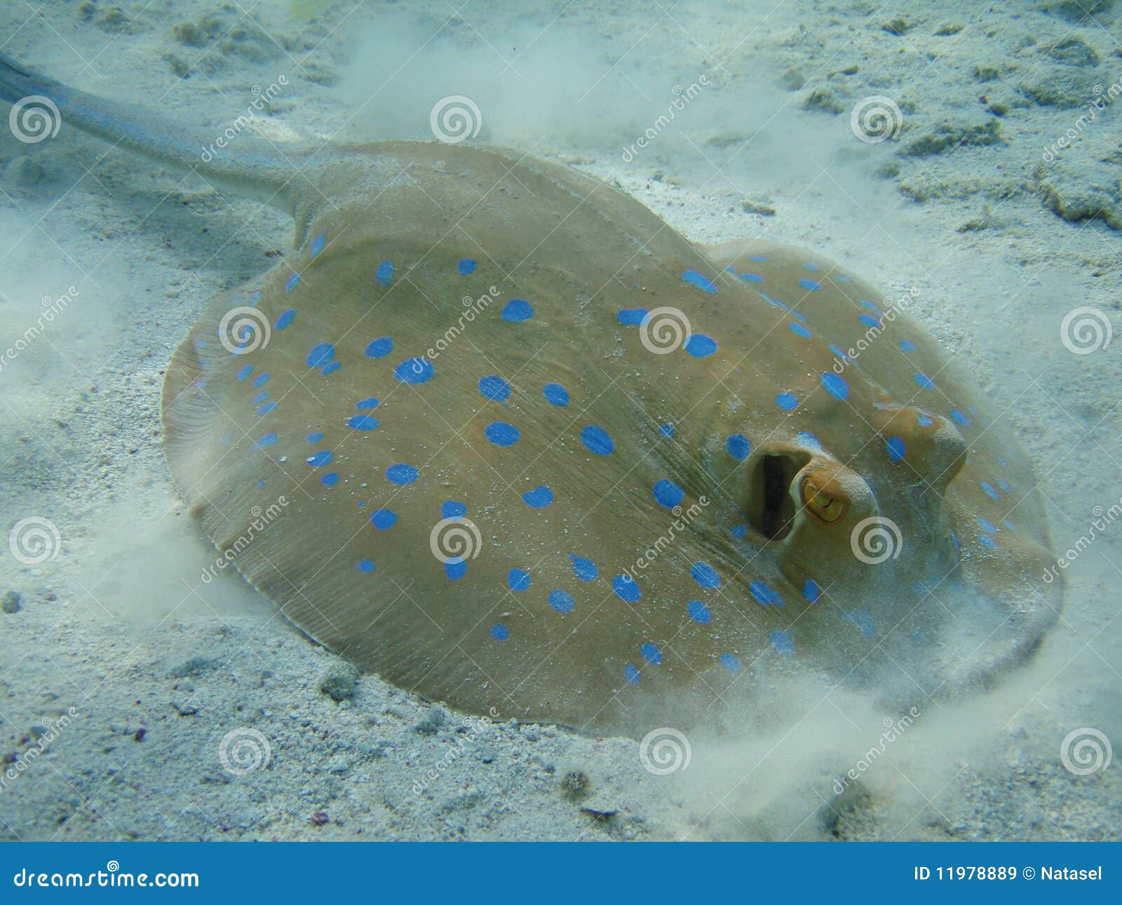 Marine Skate Stock Photos - Download 349 Images