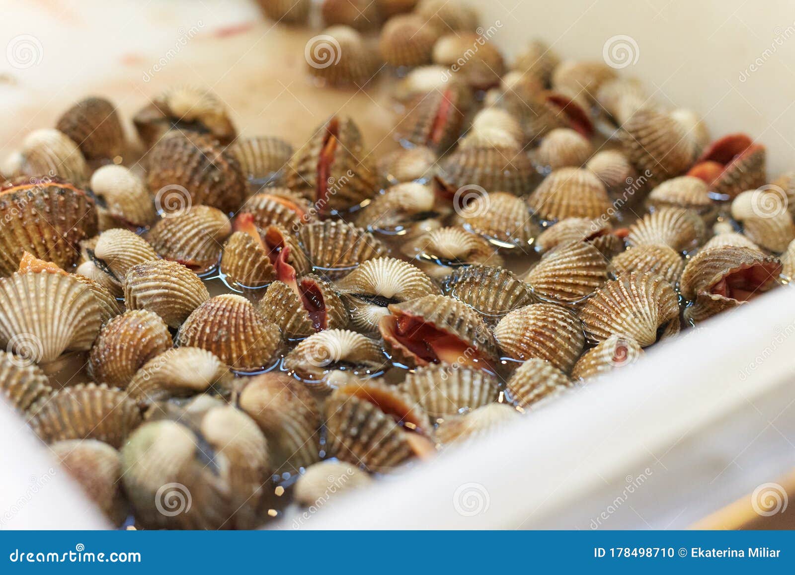 Marine Small Seashell Closeup Pile. Seafood Stock Photo - Image of heap ...