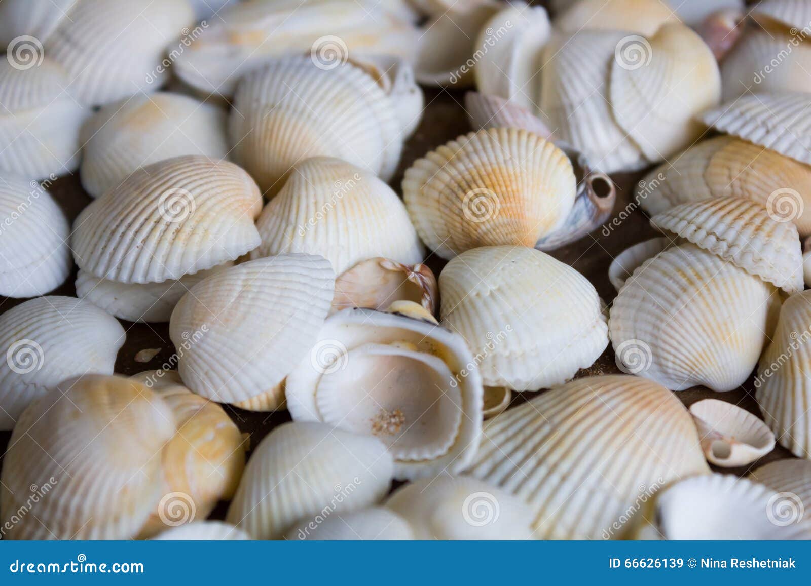 Marine Small White Seashells Stock Image - Image of life, background ...