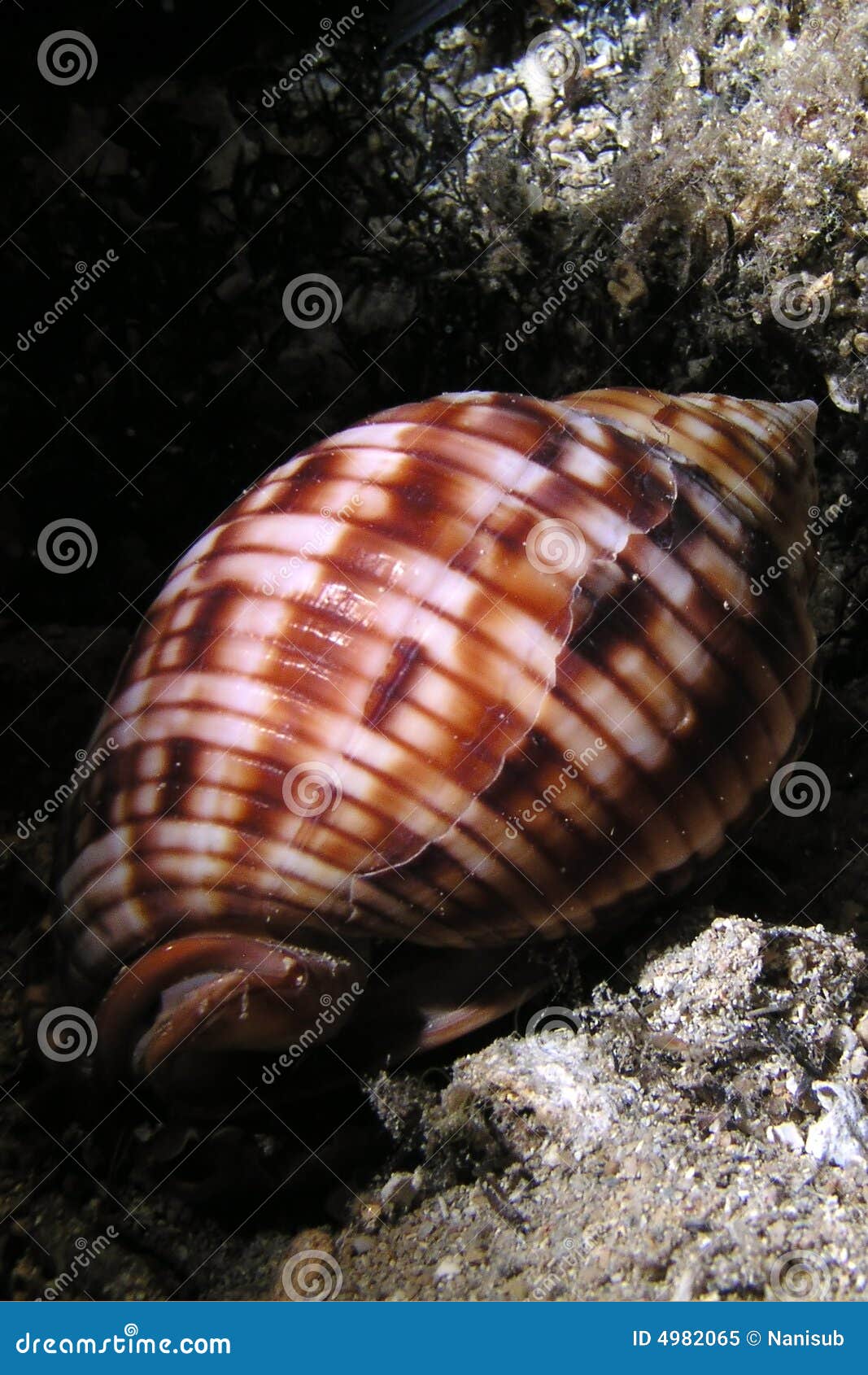 Marine snail stock image. Image of mediterranean, life - 4982065
