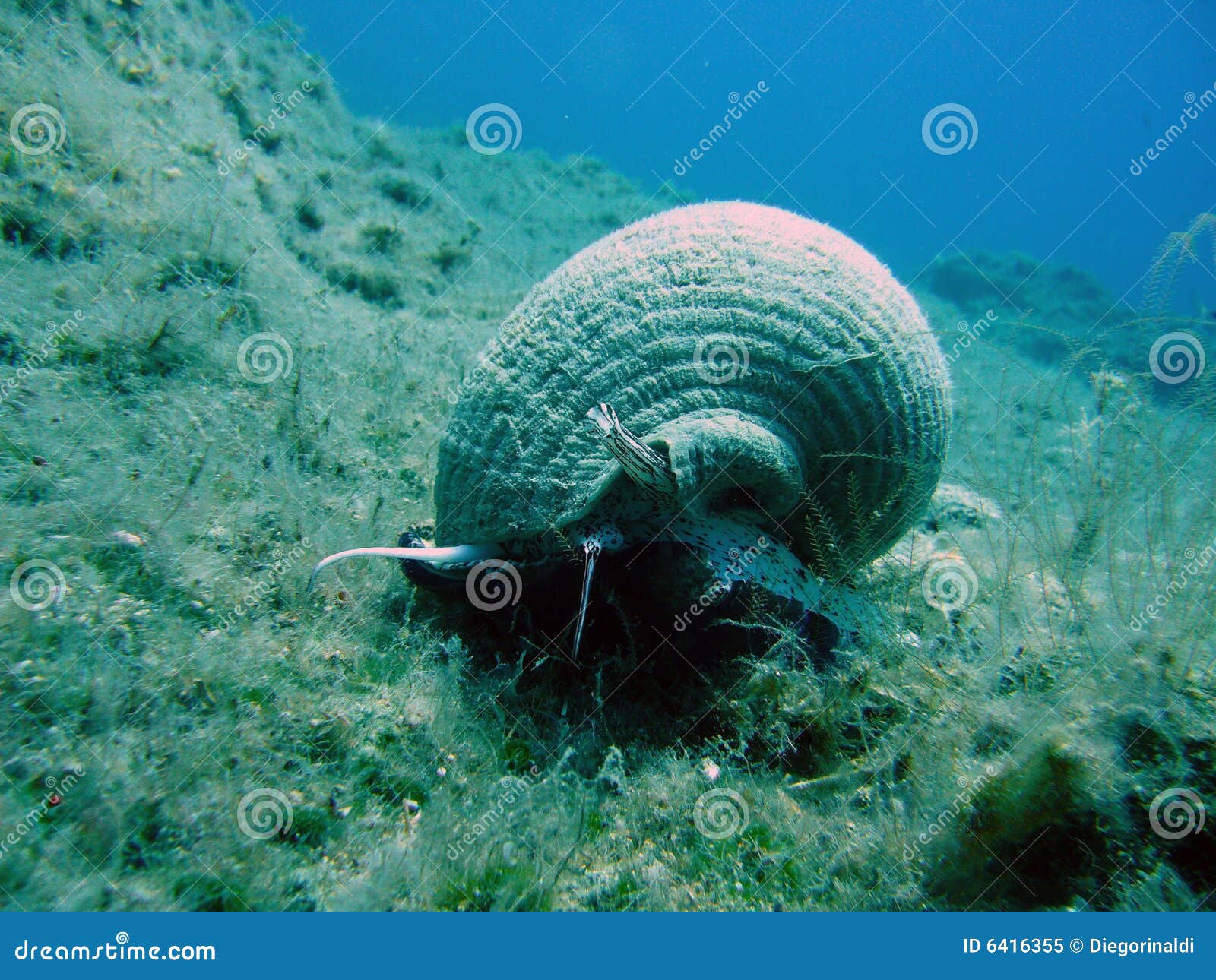 Marine Snail Painted Top Shell Underwater On Kelp Stock Image ...