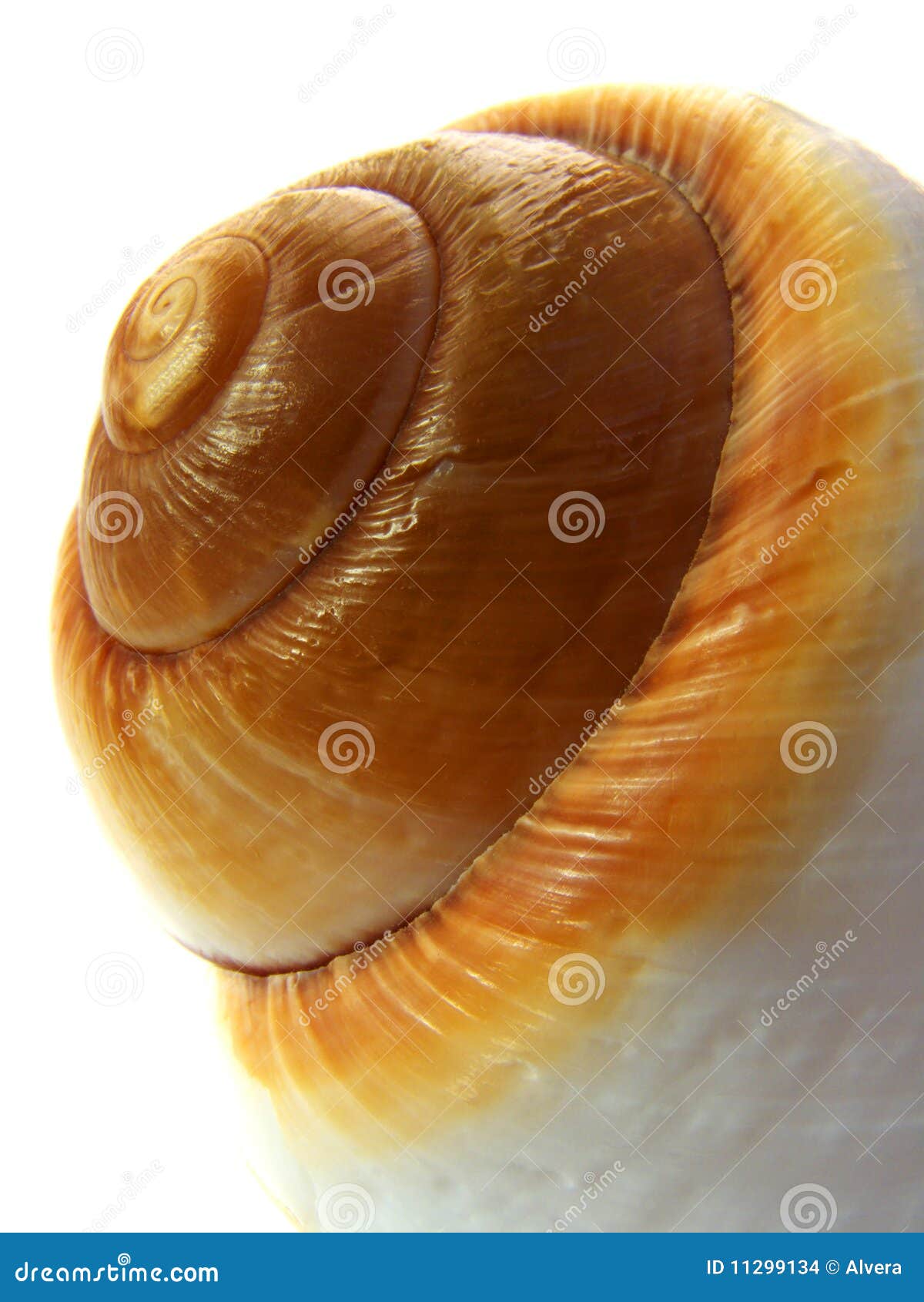 Marine snail close-up stock photo. Image of beach, seashell - 11299134