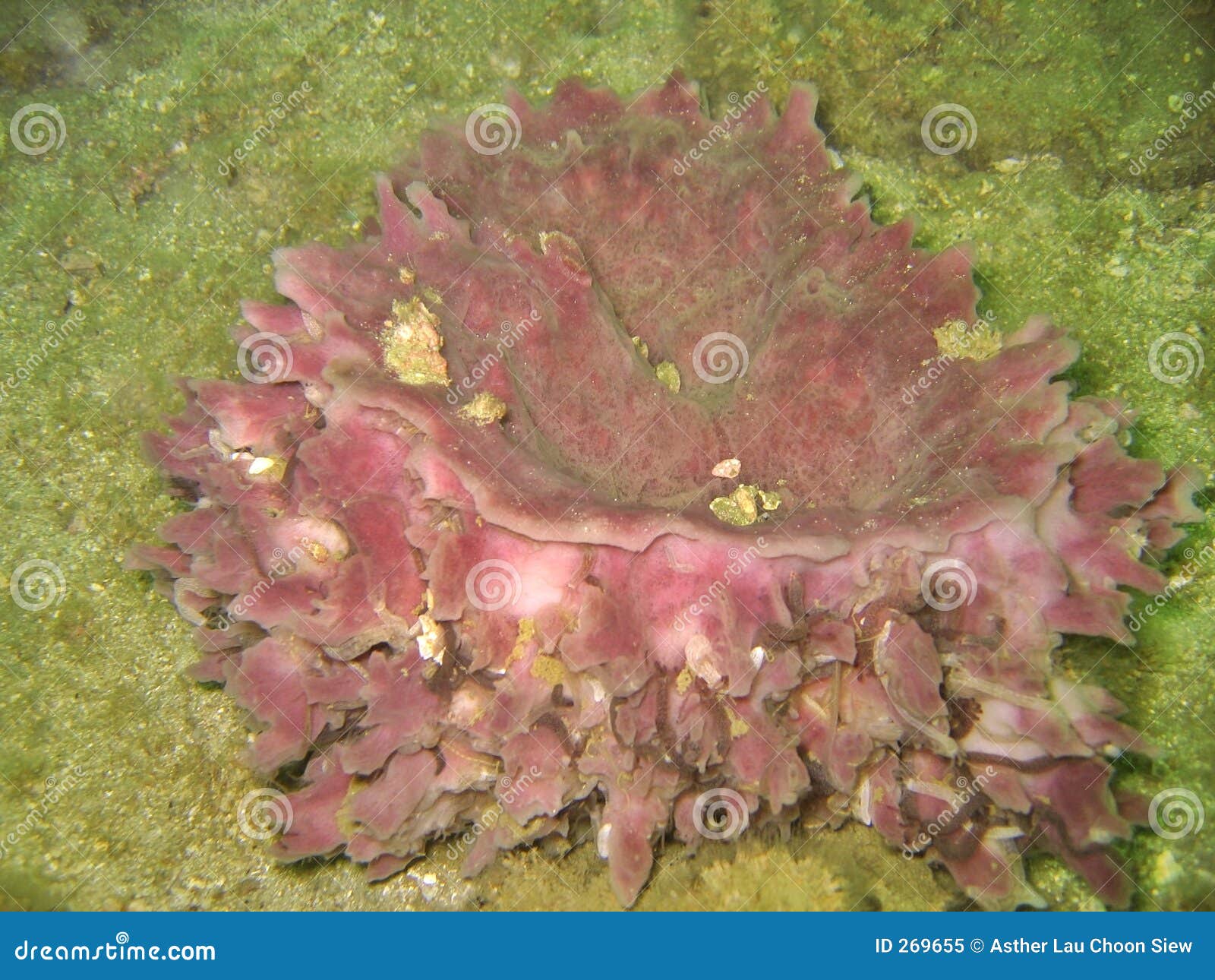 Marine Sponge stock image. Image of marine, aquatic, ocean - 269655