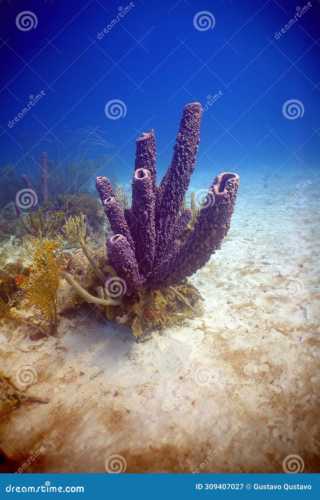 A Marine Sponge on a Reef Off the Coast Stock Image - Image of fish ...