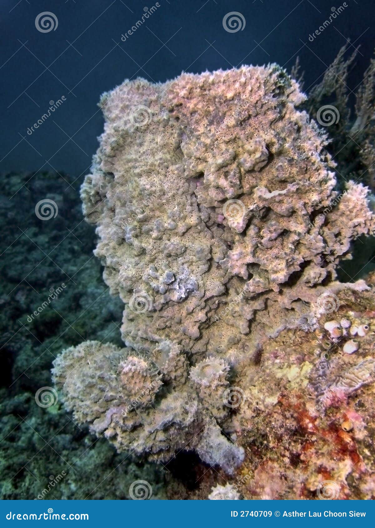 Marine Sponges Picture. Image: 2740709
