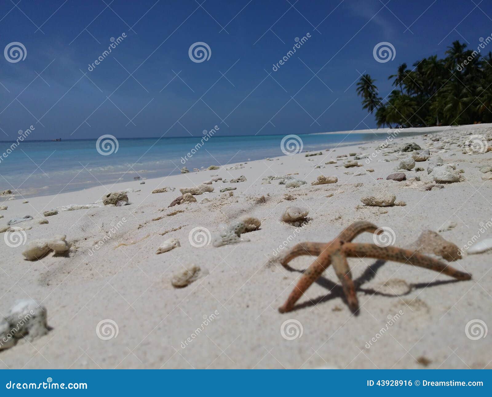 Marine star stock photo. Image of beach, ocean, star - 43928916