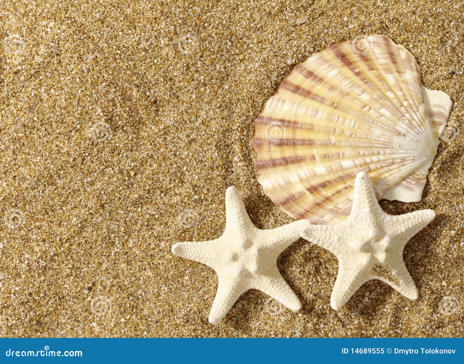 Marine still life stock image. Image of paradise, composition - 14689555