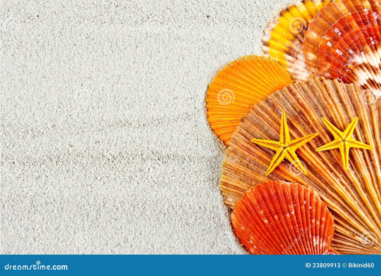 Marine still life. stock image. Image of decorative, nature - 23809913
