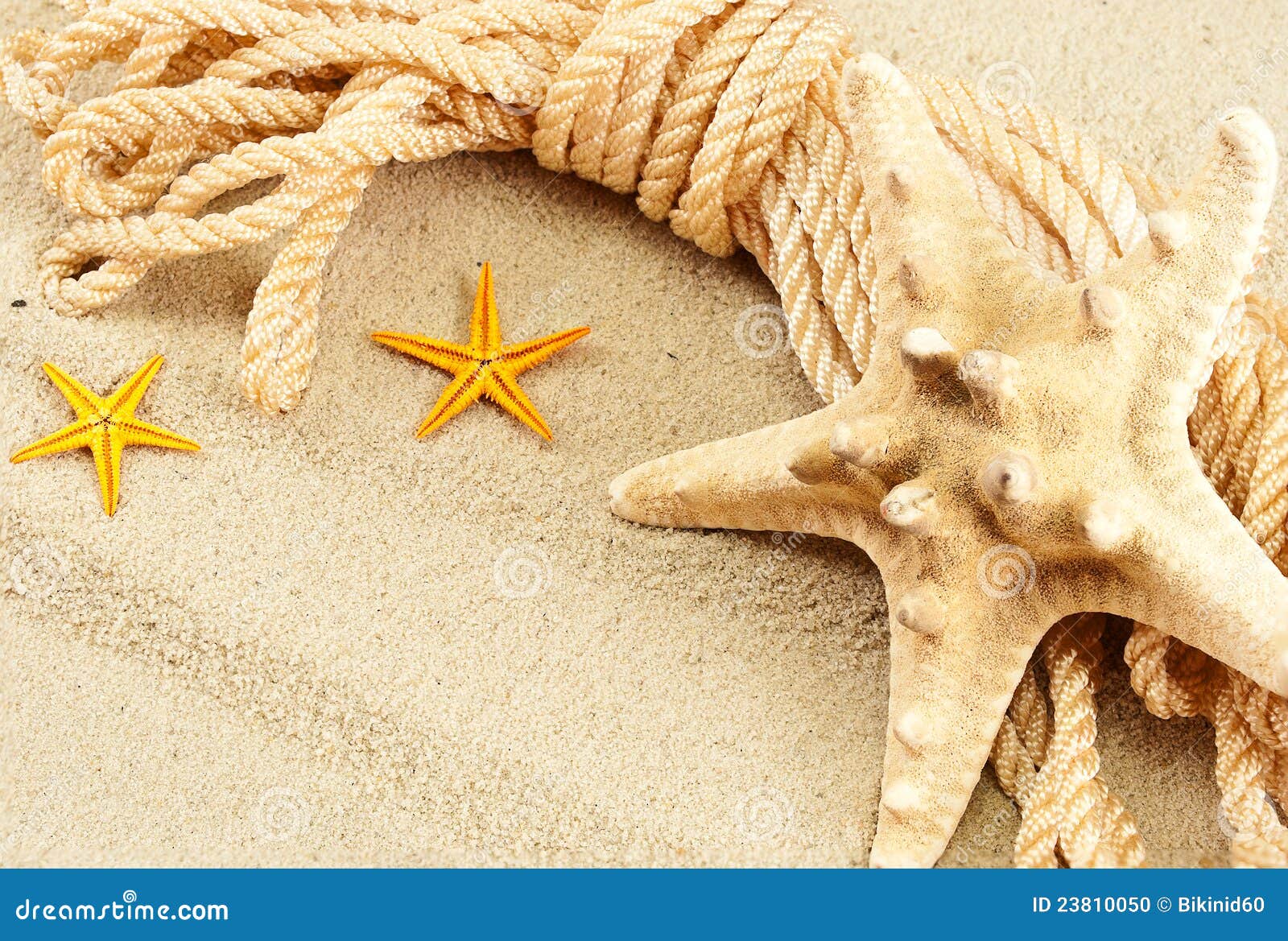 Marine still life. stock photo. Image of object, creature - 23810050