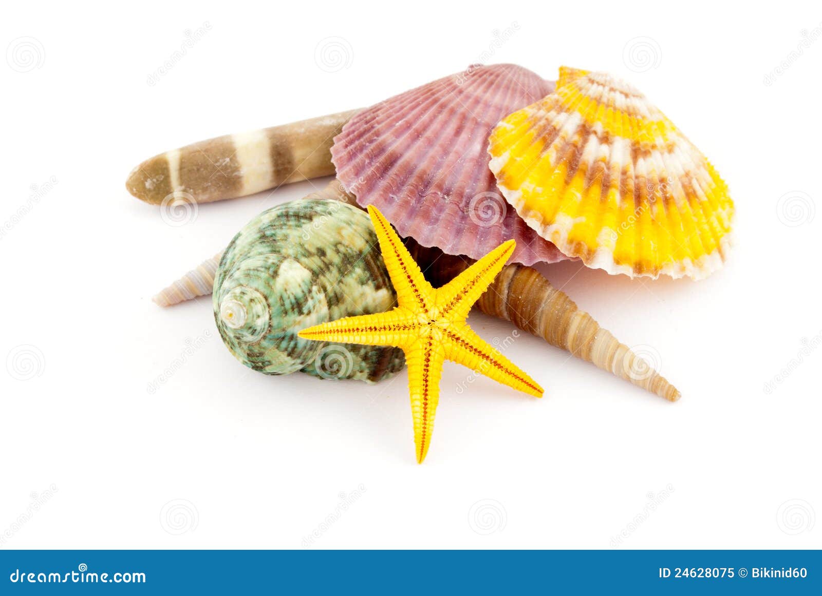 Marine still life. stock image. Image of design, seashell - 24628075
