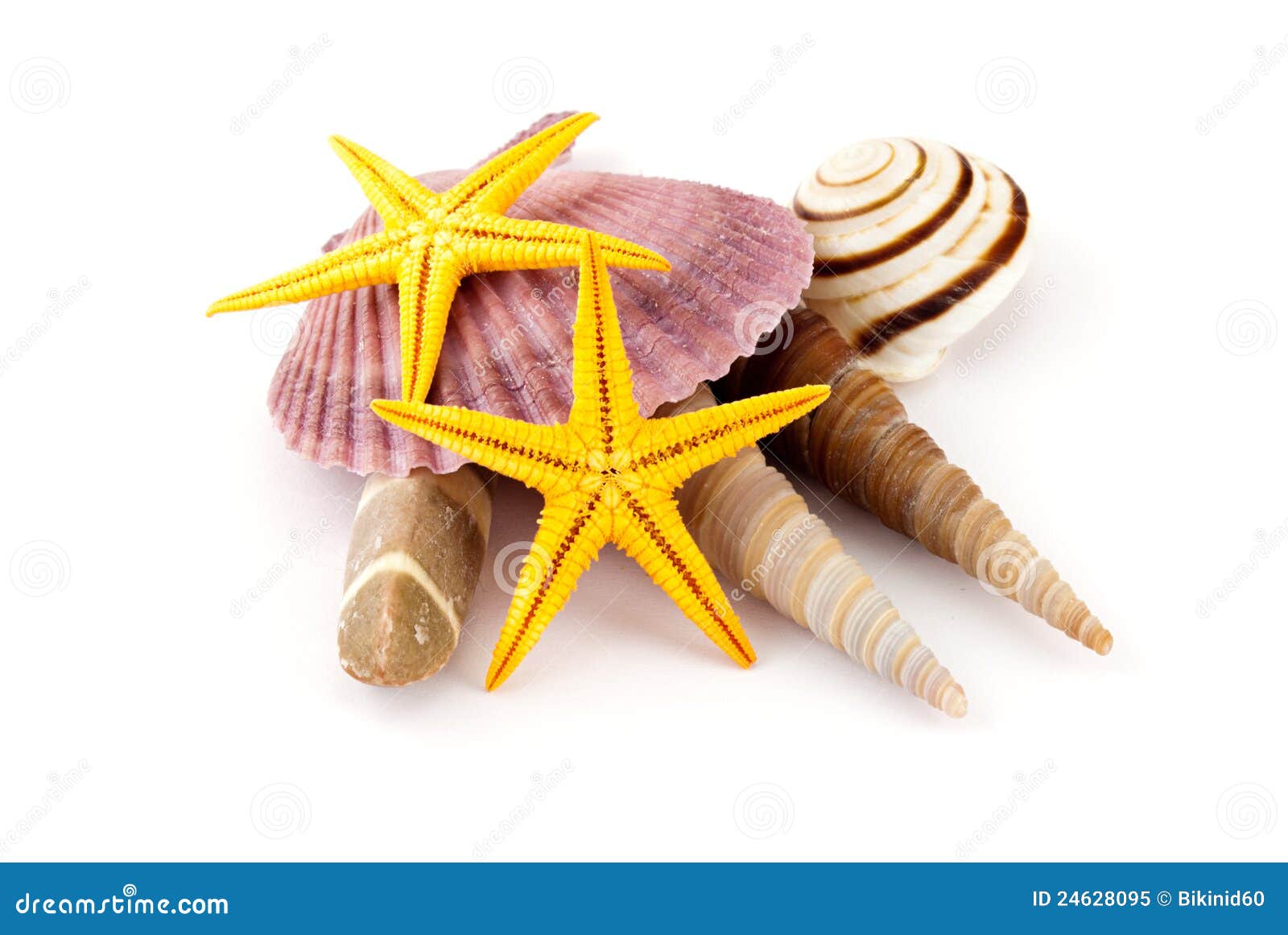 Marine still life. stock image. Image of pretty, ocean - 24628095