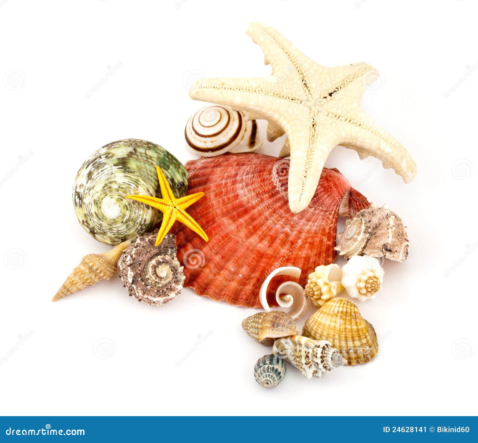 Marine still life. stock image. Image of collection, colorful - 24628141