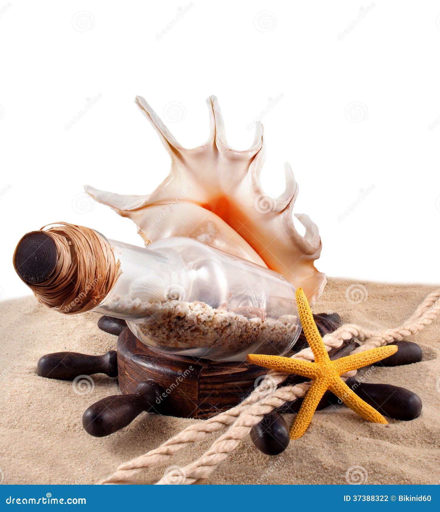 Marine still life. stock photo. Image of frigate, shell - 37388322