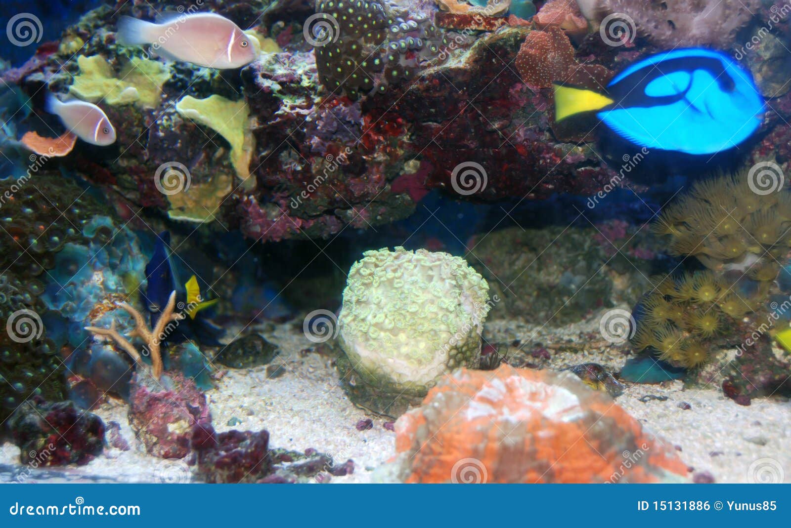 Marine Tang stock photo. Image of colors, underwater - 15131886