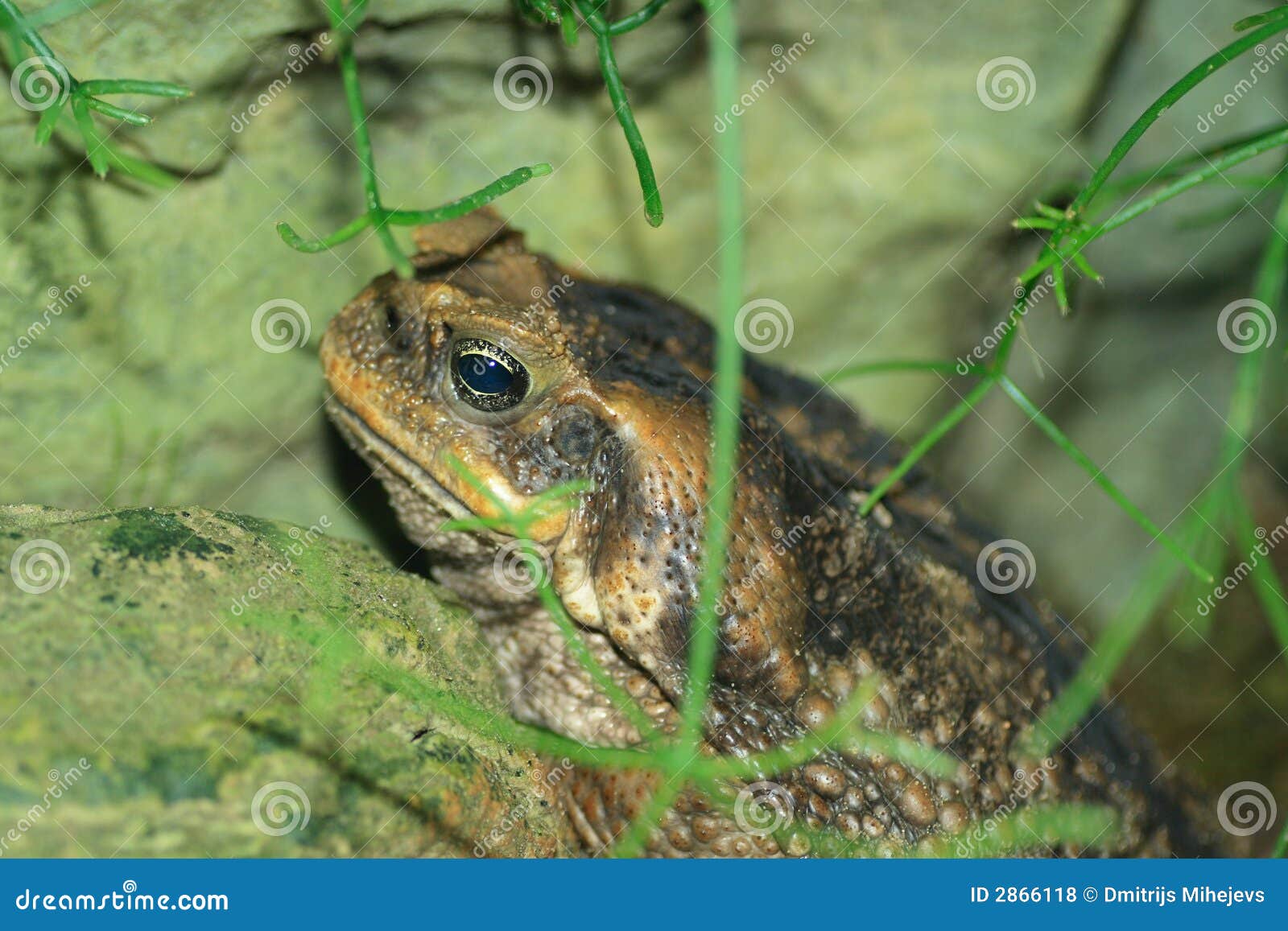 Marine Toad Picture. Image: 2866118