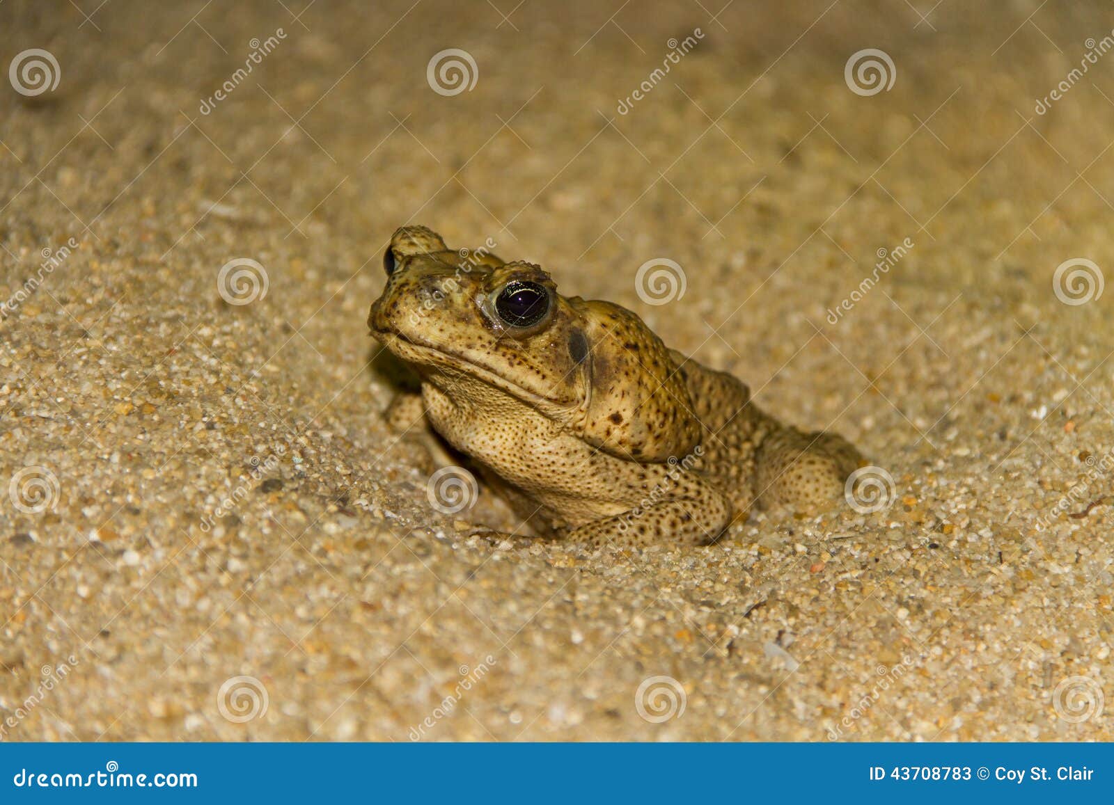 Marine toad in sand stock image. Image of ecology, bufo - 43708783