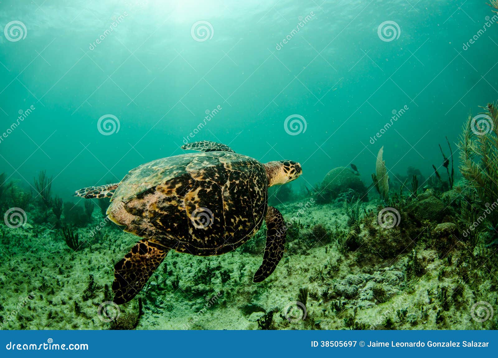 Marine Turtle. imagen de archivo. Imagen de habitat, ecosistema - 38505697