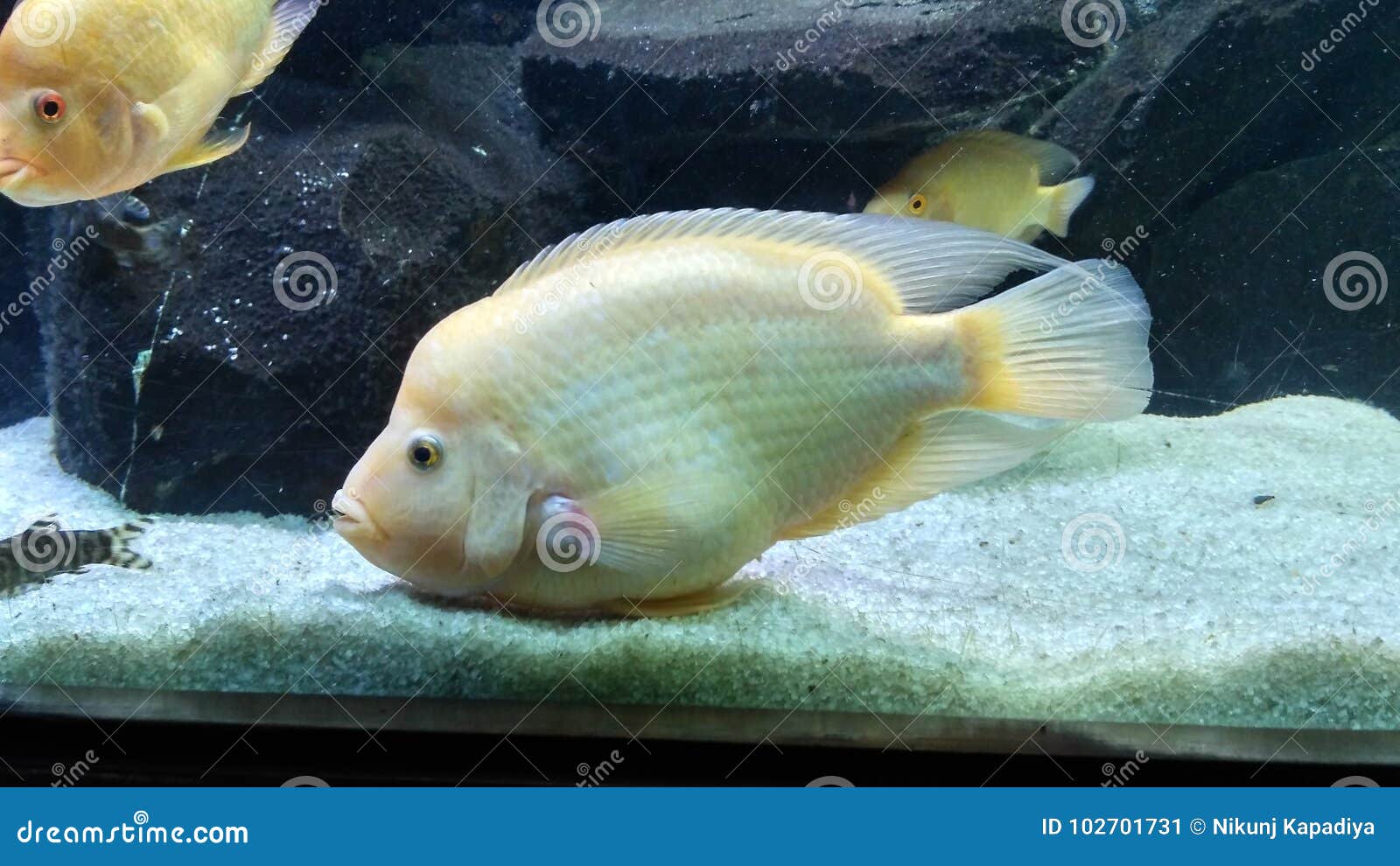 White fish stock image. Image of white, fish, beautiful - 102701731