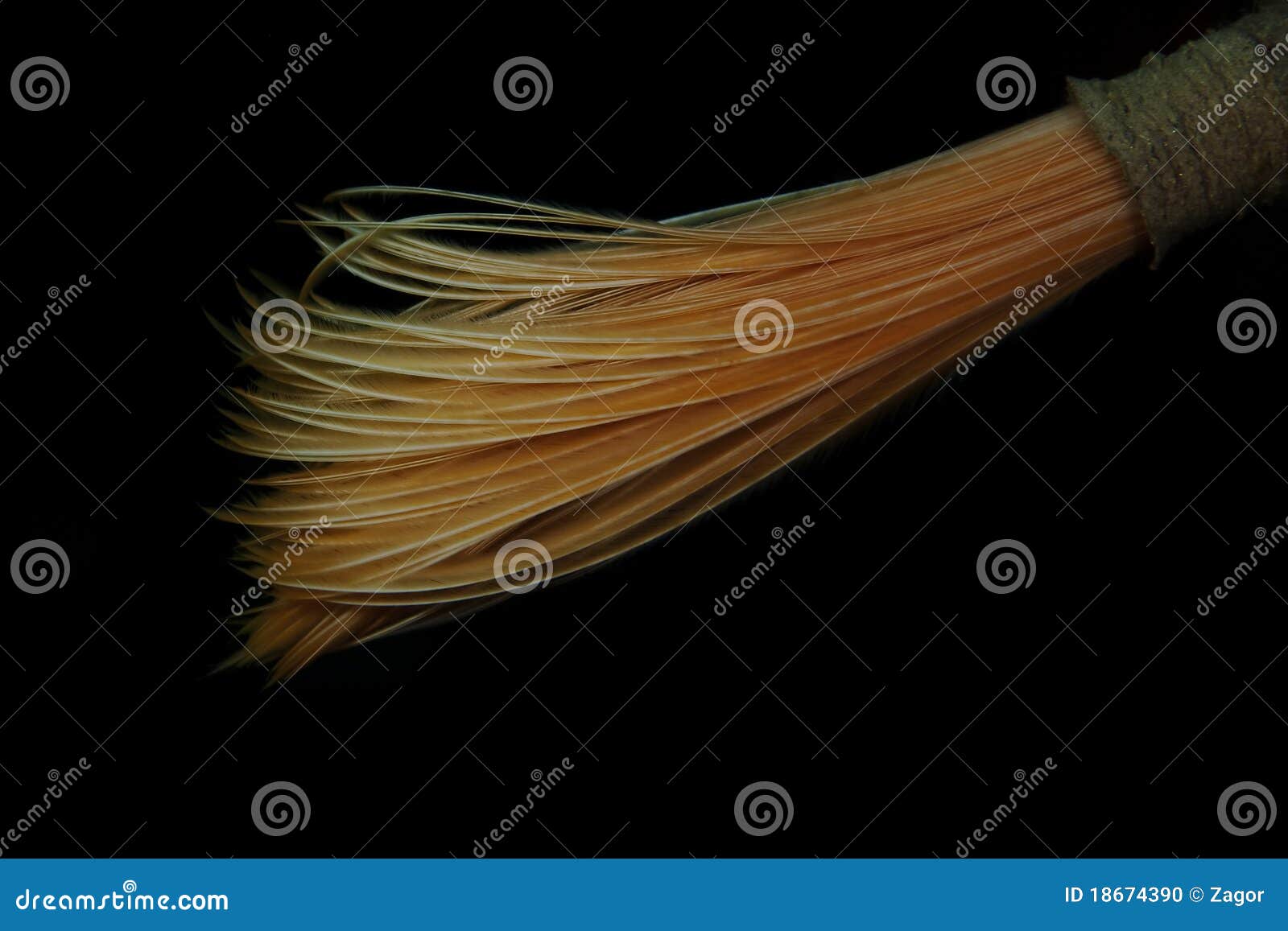 Marine worm stock photo. Image of nature, sabella, deep - 18674390