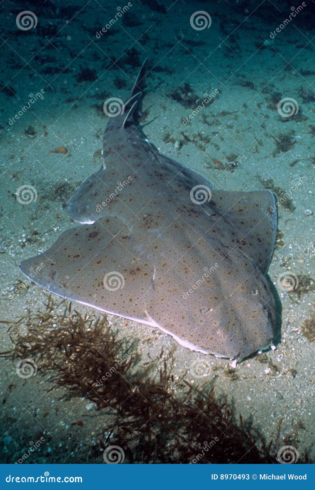 Marinelebensdauer - Rochen stockbild. Bild von still, insel - 8970493