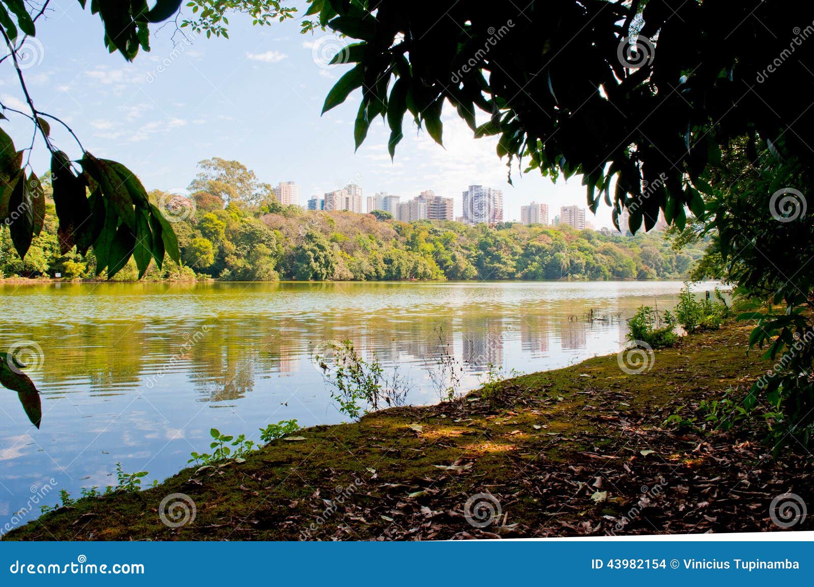 Maringa - Brazil stock photo. Image of inga, park, maringa - 43982154