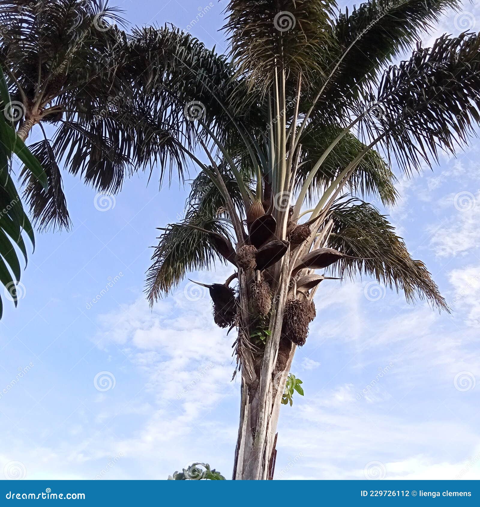 Maripa tree stock photo. Image of juicy, maripa, palm - 229726112